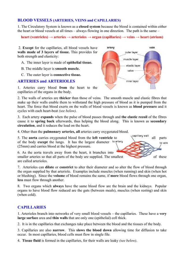 Ch 6 the circulatory system | PDF