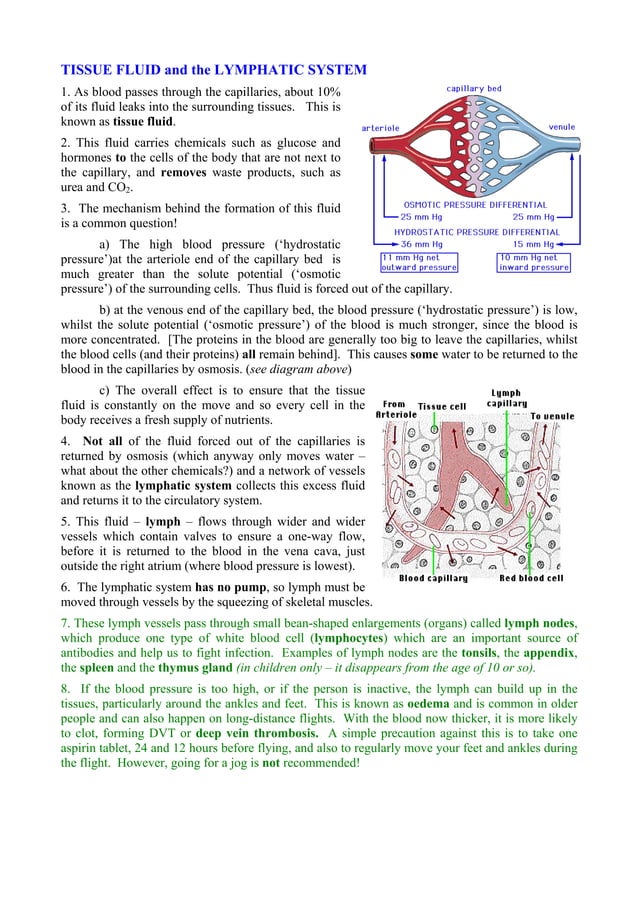 Ch 6 the circulatory system | PDF