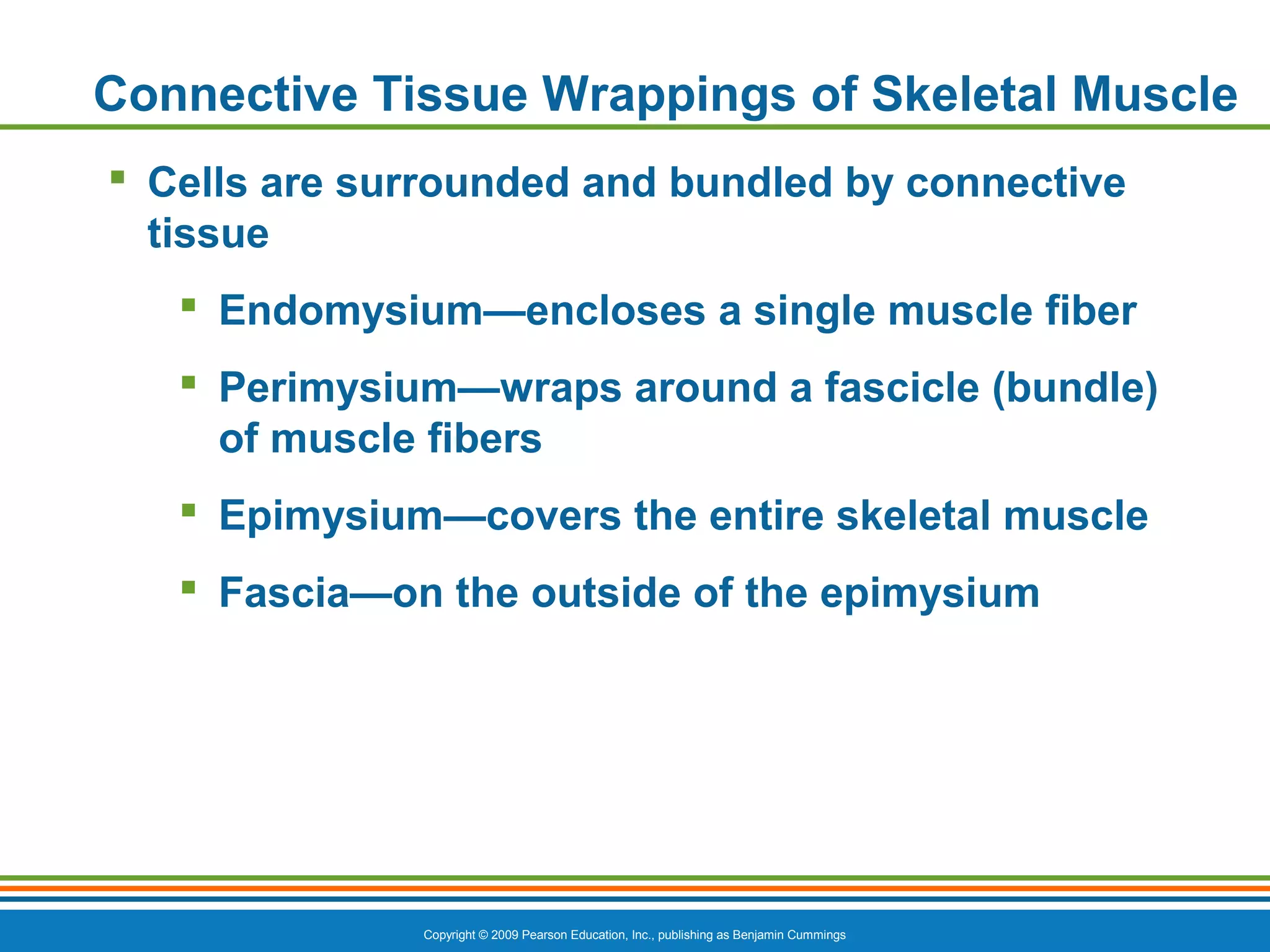 CVA A&P - Chapter 6a: Muscle Types and Tissue | PPT