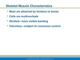 CVA A&P - Chapter 6a: Muscle Types and Tissue | PPT