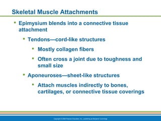 CVA A&P - Chapter 6a: Muscle Types and Tissue | PPT