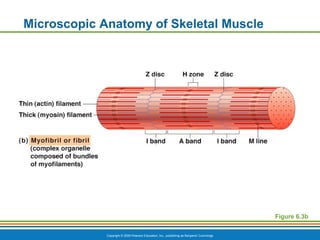 CVA A&P - Chapter 6a: Muscle Types and Tissue | PPT