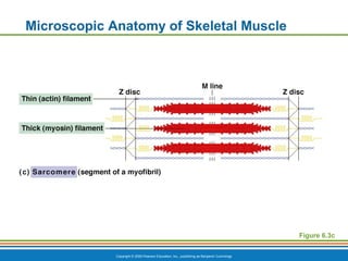 CVA A&P - Chapter 6a: Muscle Types and Tissue | PPT