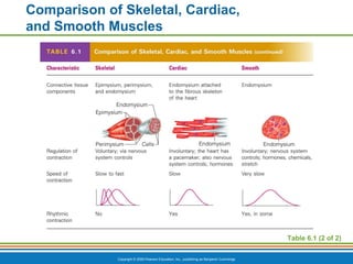CVA A&P - Chapter 6a: Muscle Types and Tissue | PPT