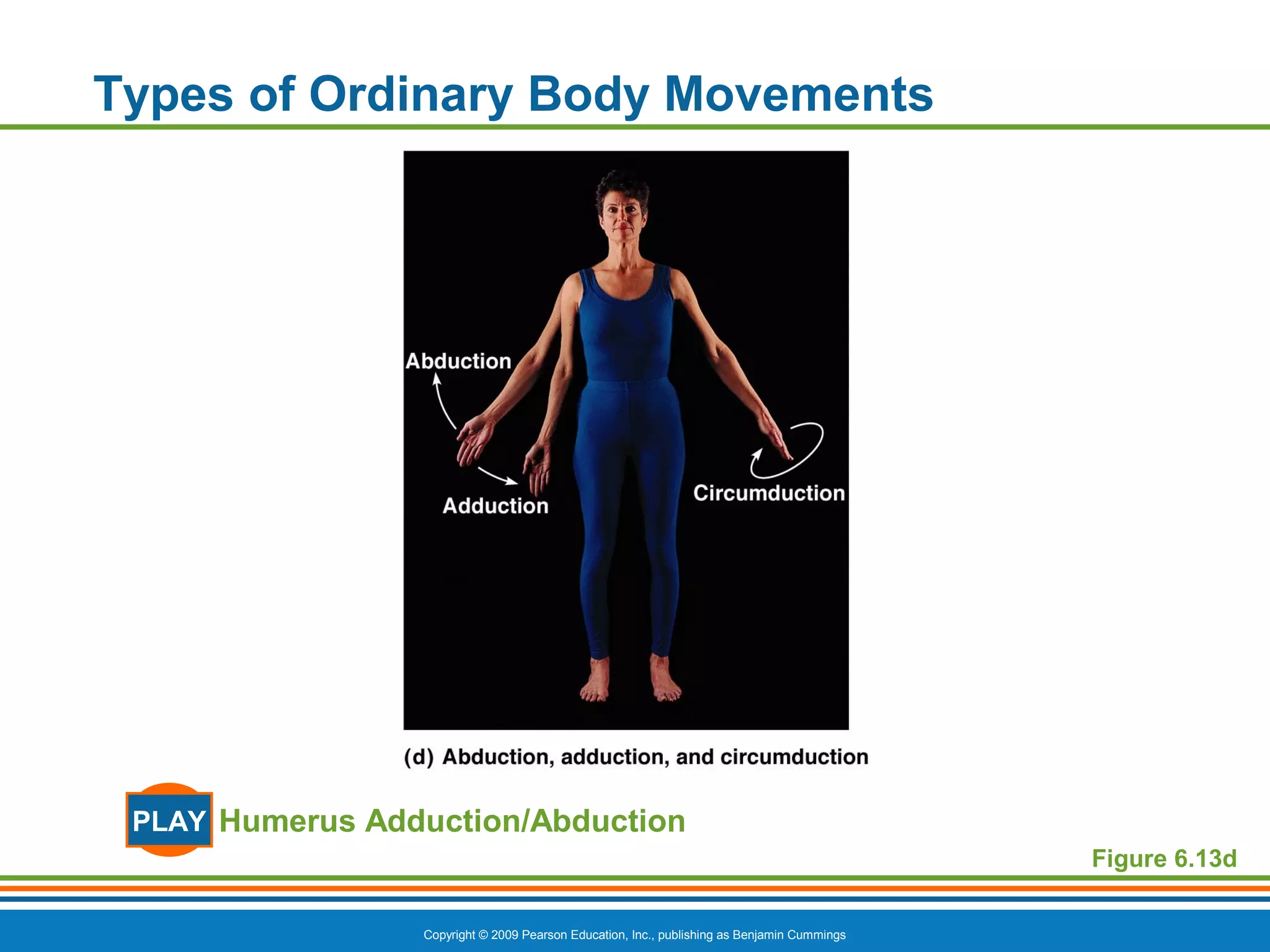 CVA A&P - Chapter 6c: Muscle Movements and Major Muscles | PPT