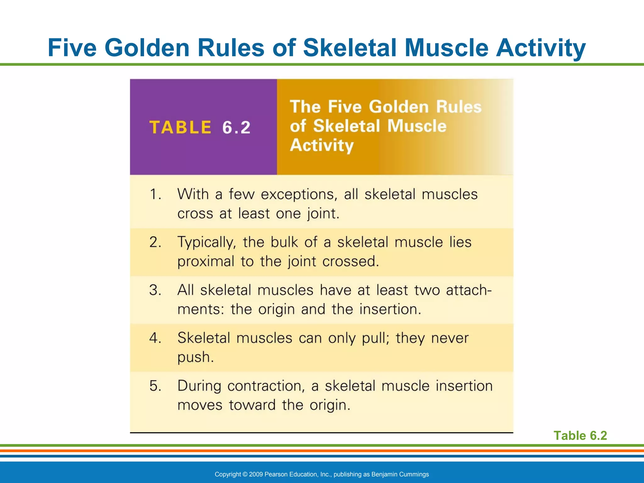 CVA A&P - Chapter 6c: Muscle Movements and Major Muscles | PPT