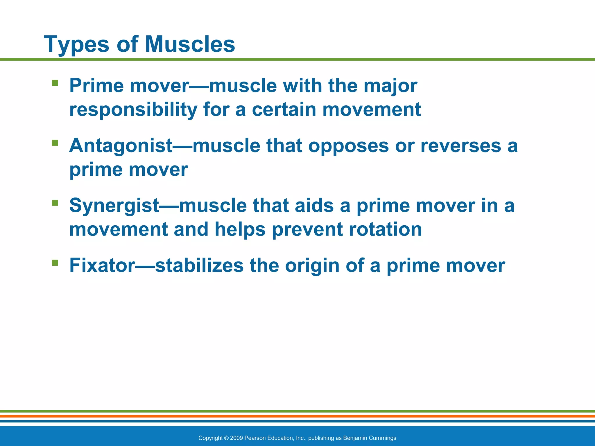 CVA A&P - Chapter 6c: Muscle Movements and Major Muscles | PPT