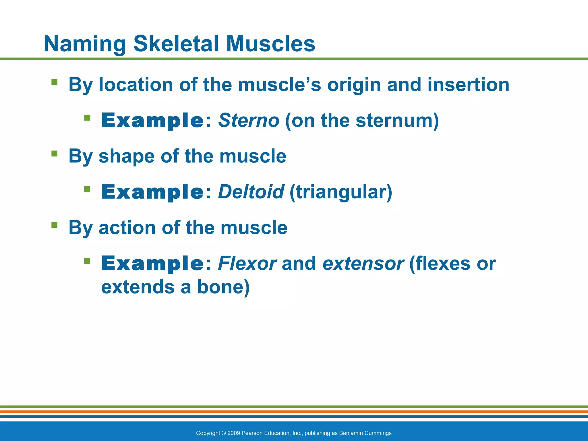 CVA A&P - Chapter 6c: Muscle Movements and Major Muscles | PPT