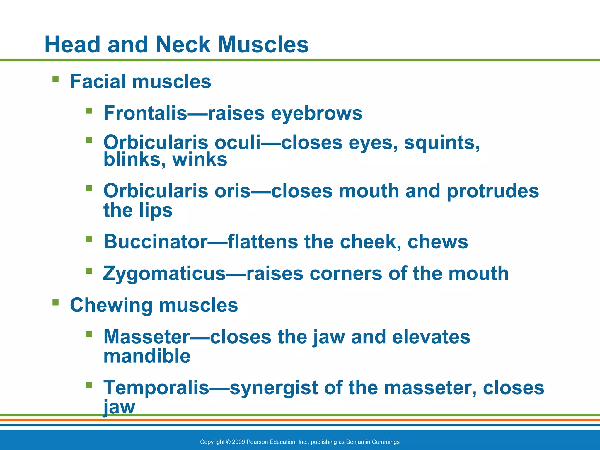 CVA A&P - Chapter 6c: Muscle Movements and Major Muscles | PPT