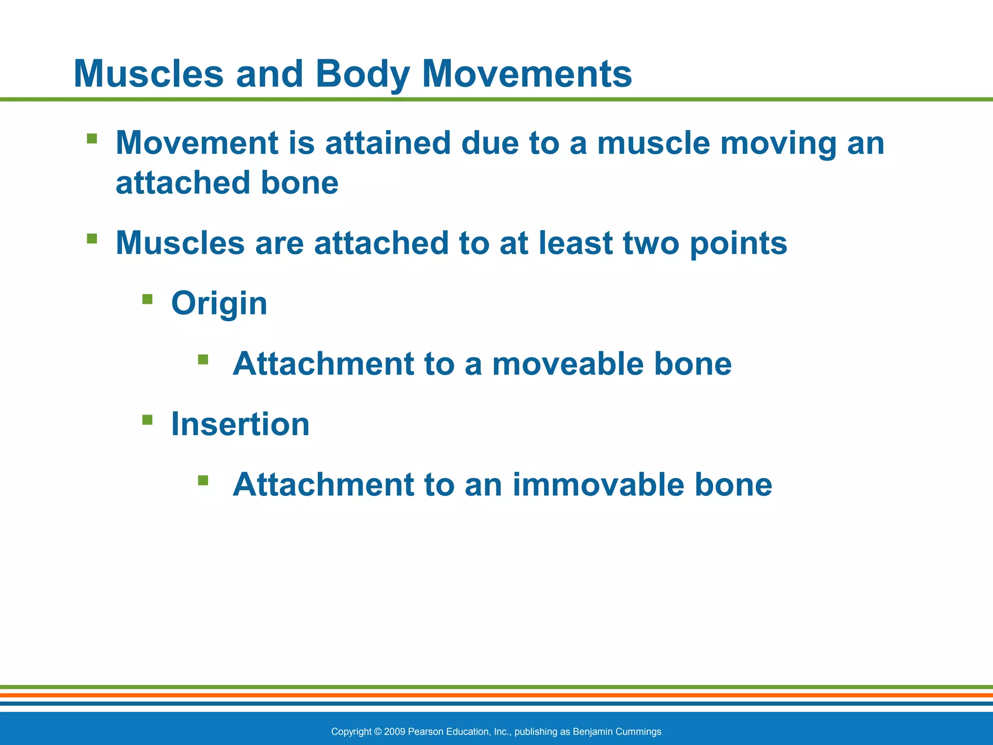 CVA A&P - Chapter 6c: Muscle Movements and Major Muscles | PPT