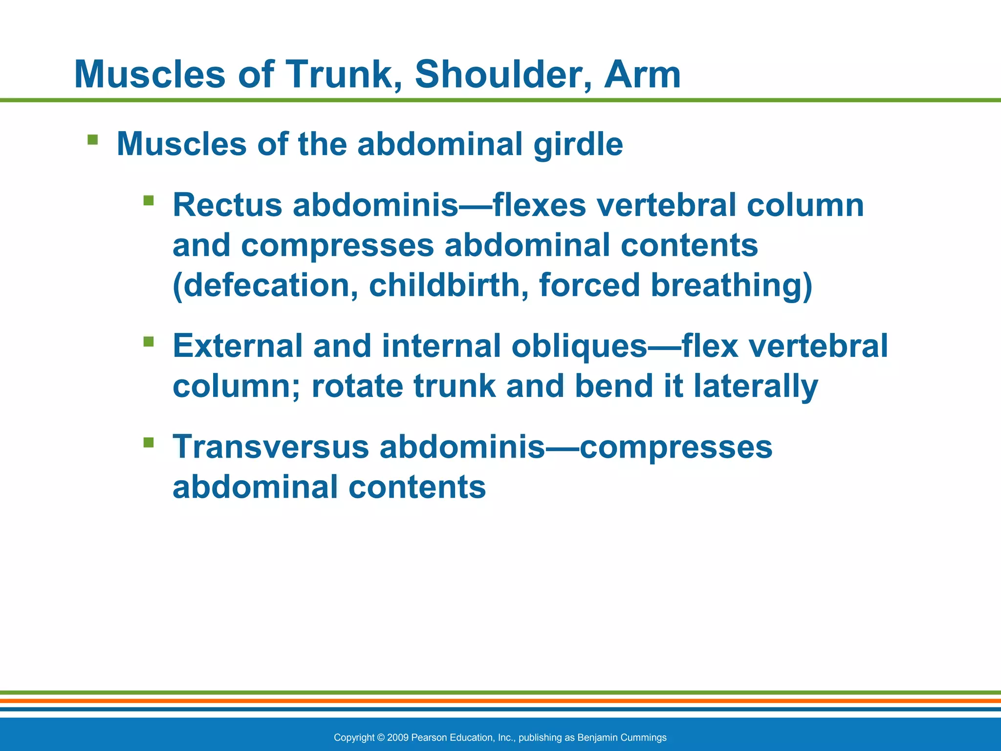 CVA A&P - Chapter 6c: Muscle Movements and Major Muscles | PPT