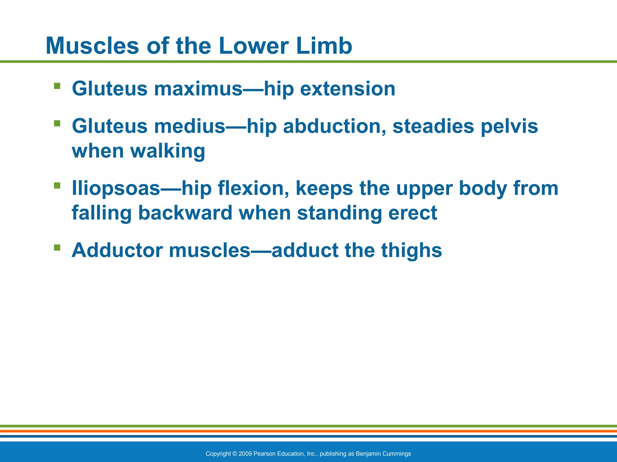 CVA A&P - Chapter 6c: Muscle Movements and Major Muscles | PPT