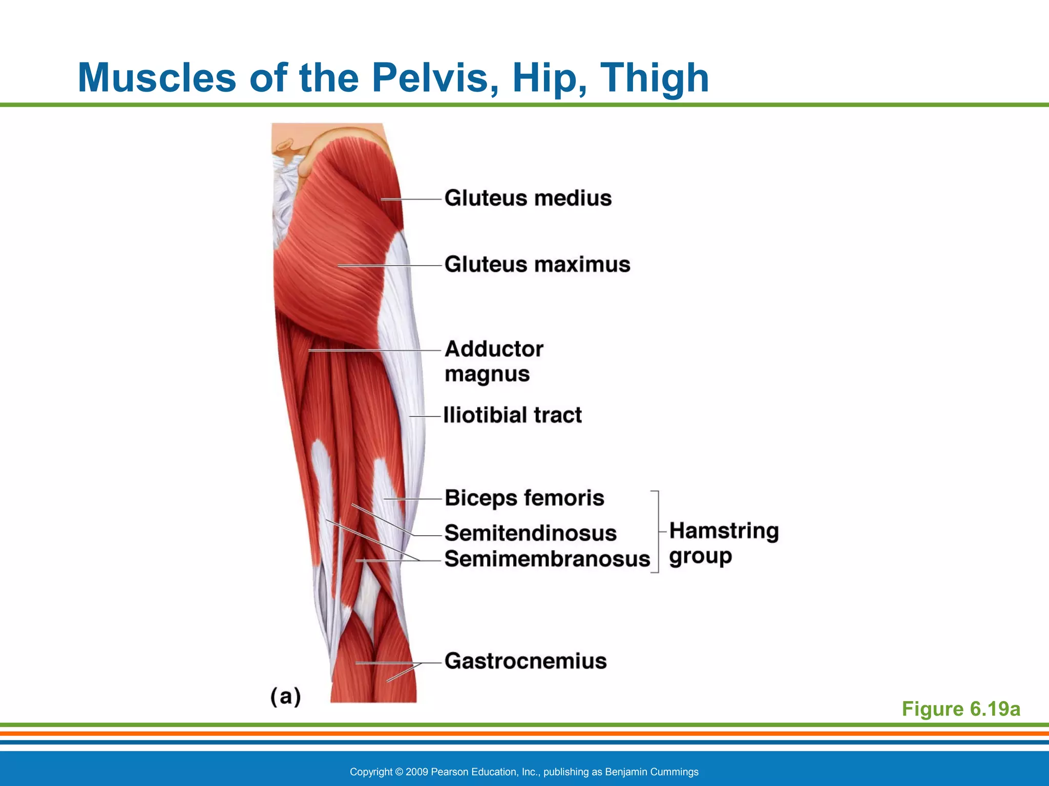 CVA A&P - Chapter 6c: Muscle Movements and Major Muscles | PPT