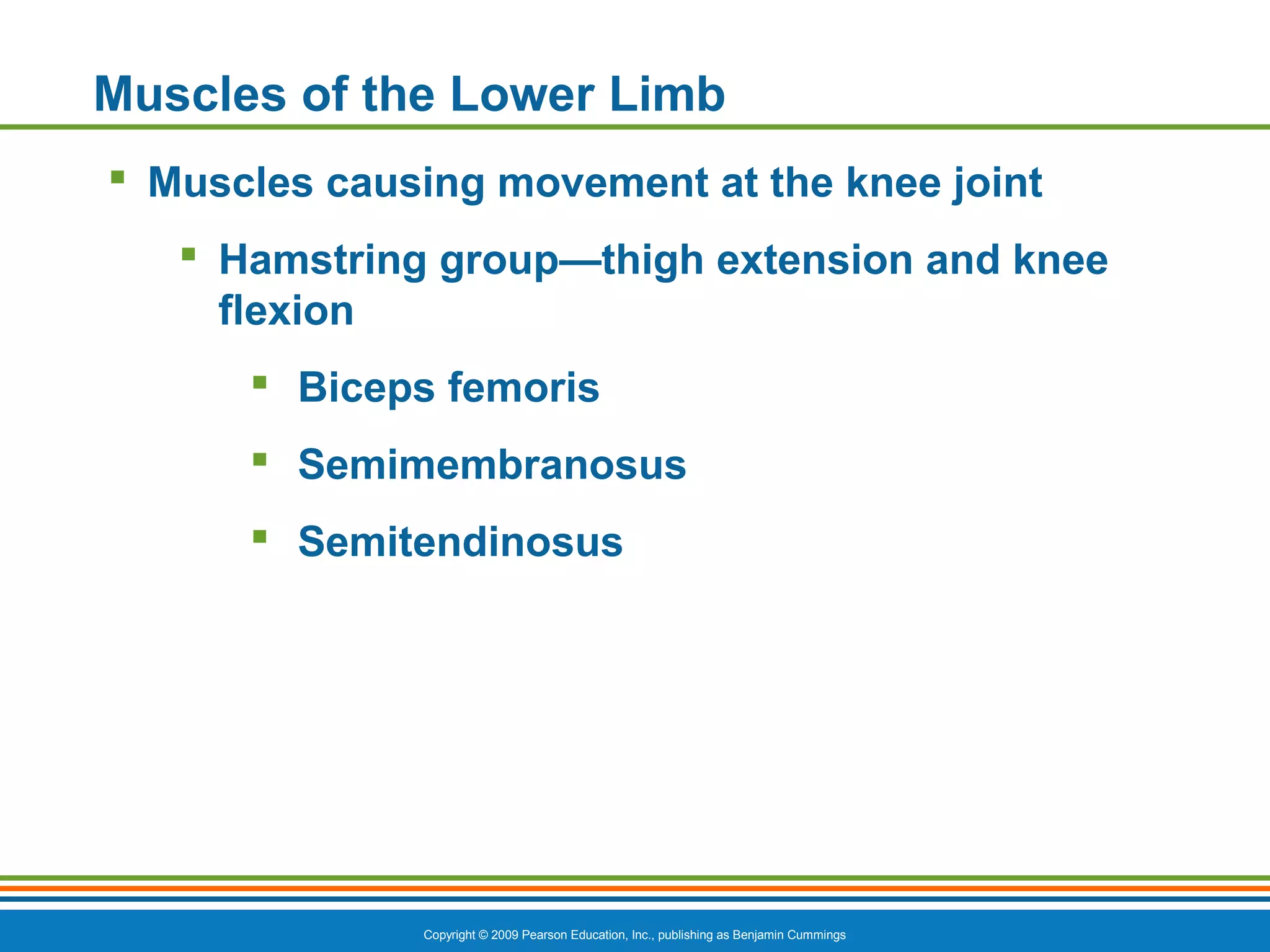 CVA A&P - Chapter 6c: Muscle Movements and Major Muscles | PPT