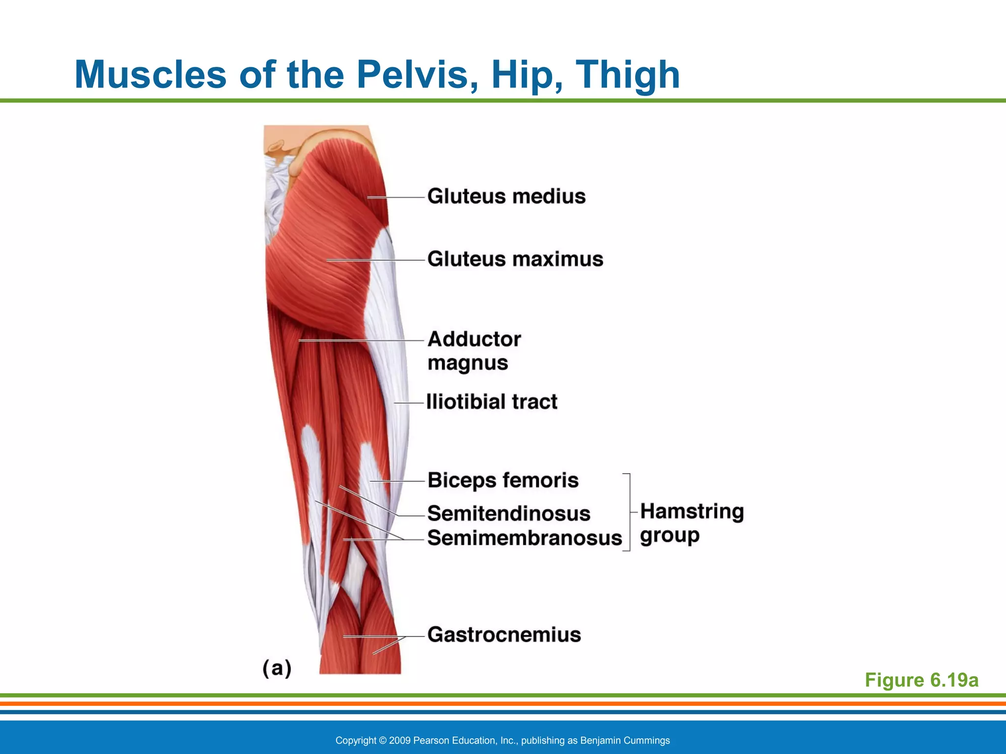 CVA A&P - Chapter 6c: Muscle Movements and Major Muscles | PPT
