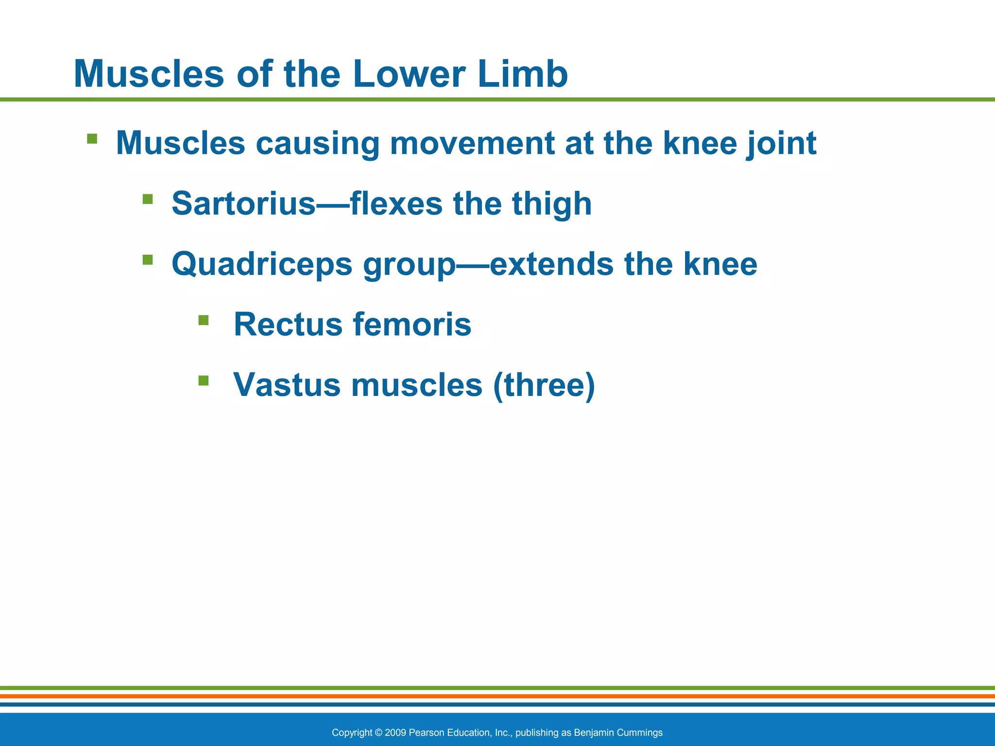 CVA A&P - Chapter 6c: Muscle Movements and Major Muscles | PPT