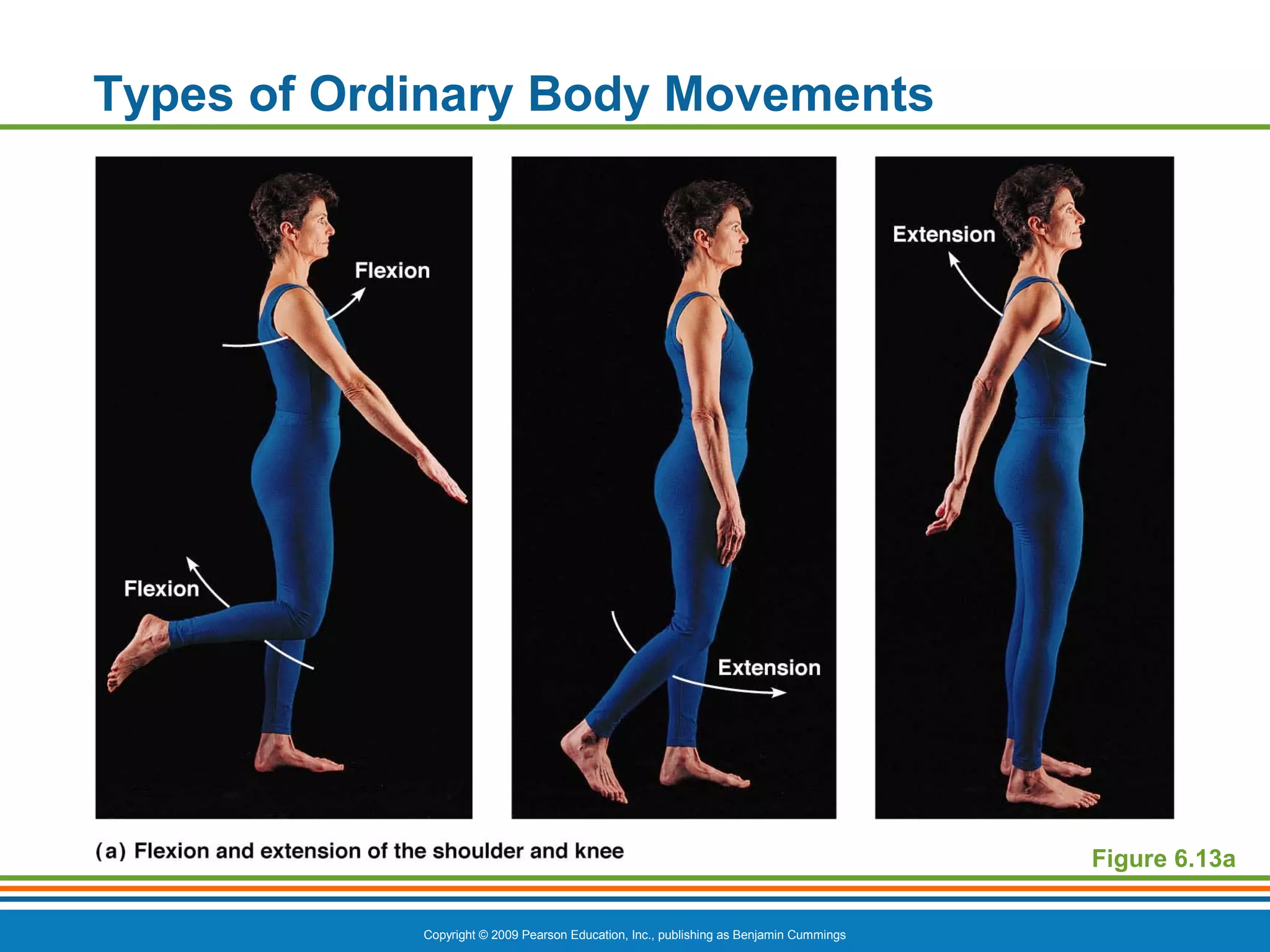 CVA A&P - Chapter 6c: Muscle Movements and Major Muscles | PPT