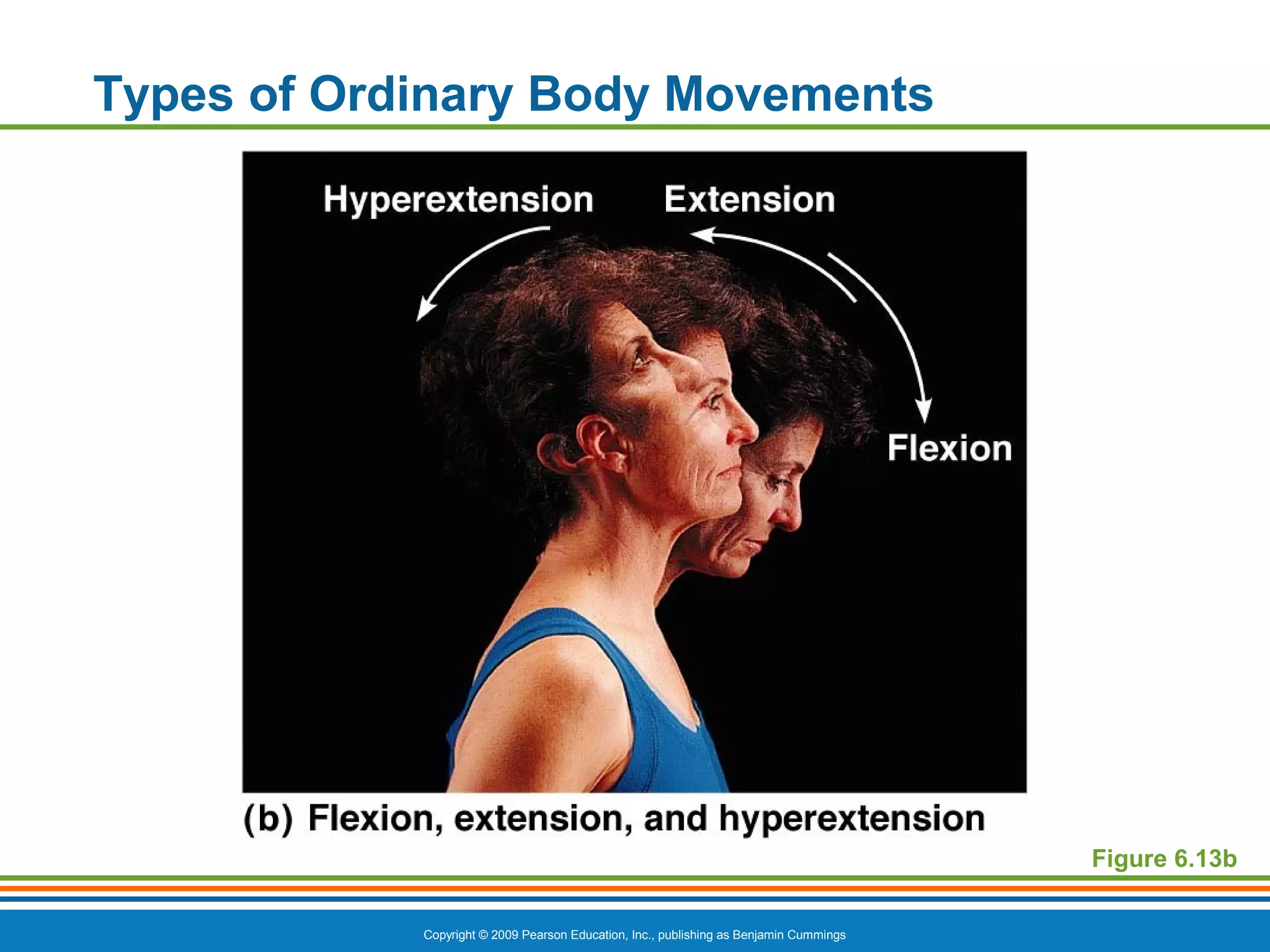 CVA A&P - Chapter 6c: Muscle Movements and Major Muscles | PPT
