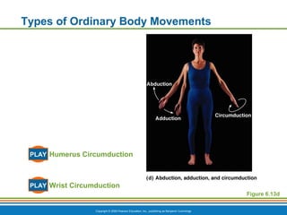 CVA A&P - Chapter 6c: Muscle Movements and Major Muscles | PPT