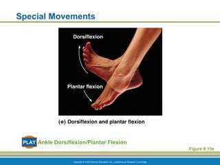 CVA A&P - Chapter 6c: Muscle Movements and Major Muscles | PPT