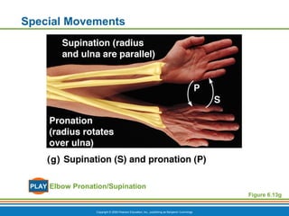 CVA A&P - Chapter 6c: Muscle Movements and Major Muscles | PPT