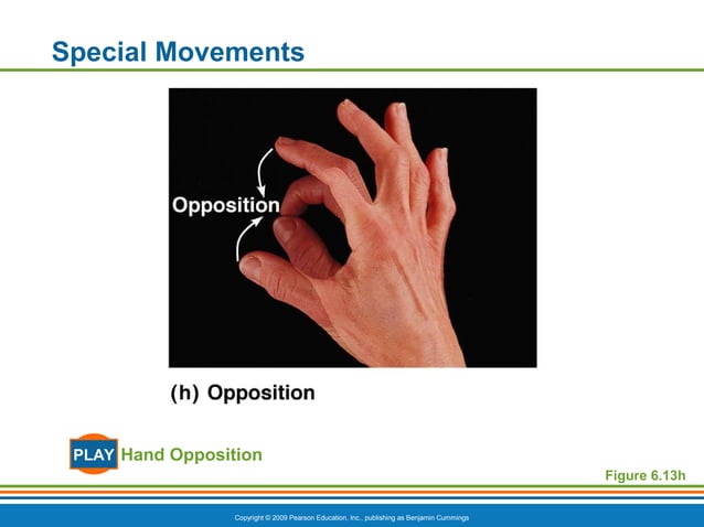 CVA A&P - Chapter 6c: Muscle Movements and Major Muscles | PPT