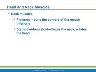 CVA A&P - Chapter 6c: Muscle Movements and Major Muscles | PPT