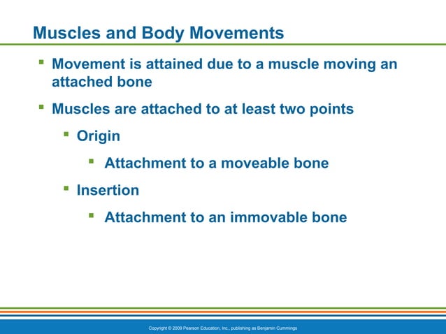 CVA A&P - Chapter 6c: Muscle Movements and Major Muscles | PPT