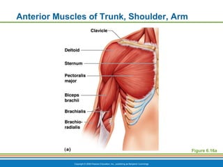 CVA A&P - Chapter 6c: Muscle Movements and Major Muscles | PPT