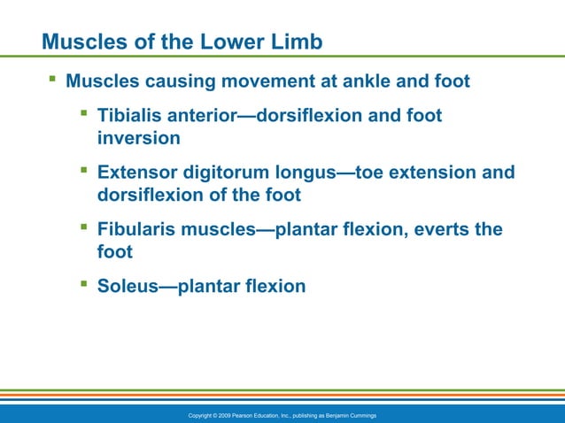 CVA A&P - Chapter 6c: Muscle Movements and Major Muscles | PPT