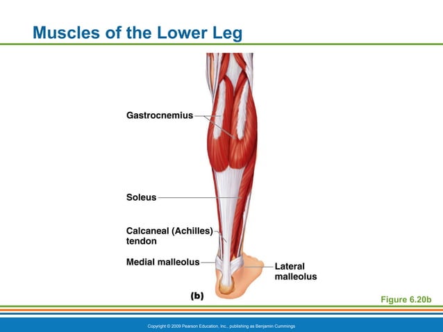 CVA A&P - Chapter 6c: Muscle Movements and Major Muscles | PPT