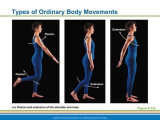 CVA A&P - Chapter 6c: Muscle Movements and Major Muscles | PPT