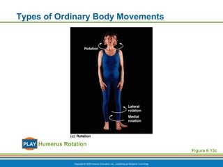 CVA A&P - Chapter 6c: Muscle Movements and Major Muscles | PPT