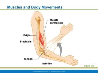 Muscle Movements Types And Names
