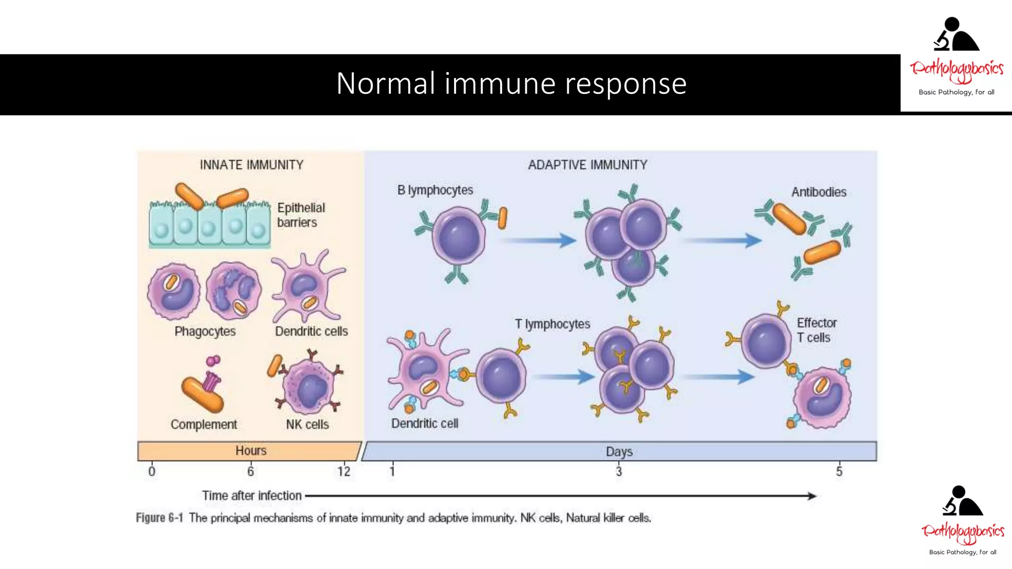 Ch 6 diseases of the immune system part 1 | PPTX
