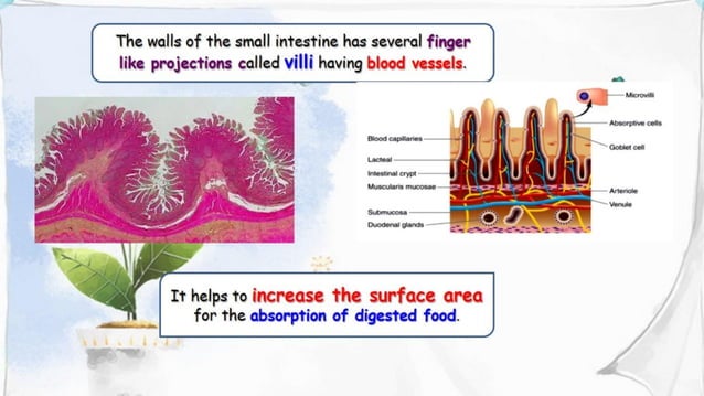 Ch 6 life processes | PPT