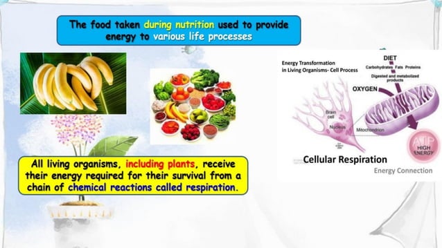 Ch 6 life processes | PPT