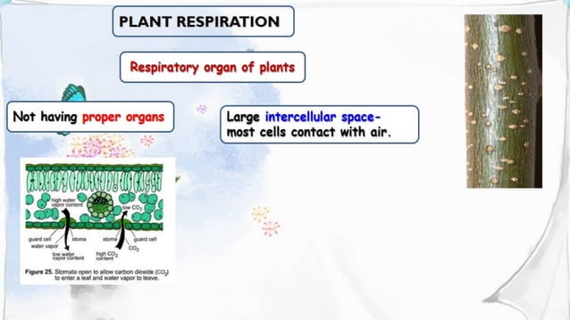 Ch 6 life processes | PPT