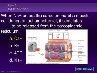 Ch 6 Muscle Jeopardy Review Game | PPTX