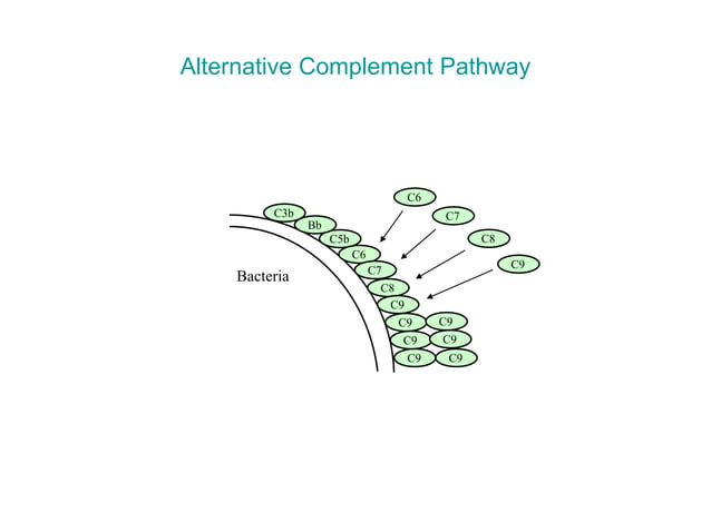Ch 6 the_complement_system | PPTX