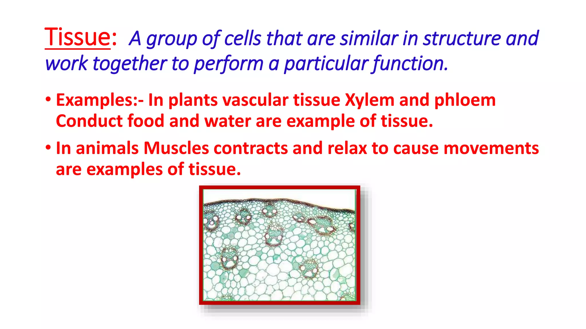 Ch 6 Tissues 1.pptx