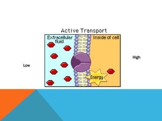 Chapter 7.3 Cell Transport powerpoint presentation | PPTX