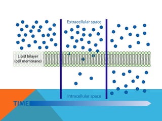 Chapter 7.3 Cell Transport powerpoint presentation | PPTX
