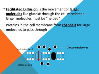 Chapter 7.3 Cell Transport powerpoint presentation | PPTX