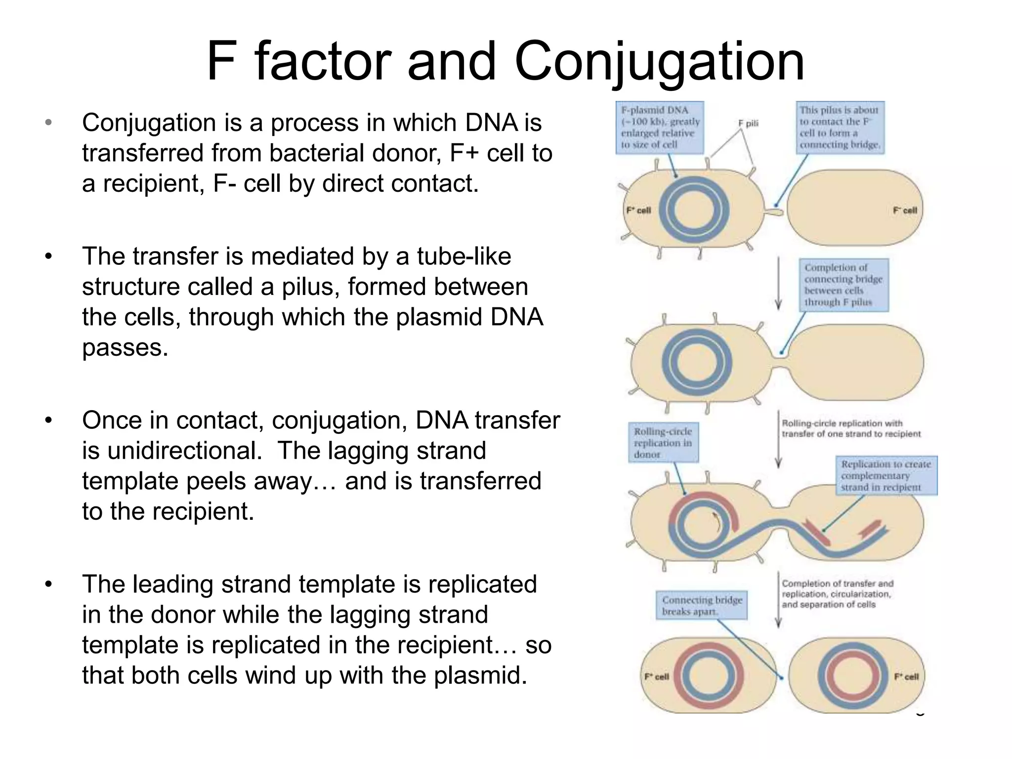 Ch7BacterialGenetics.ppt