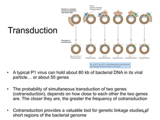 Ch7BacterialGenetics.ppt
