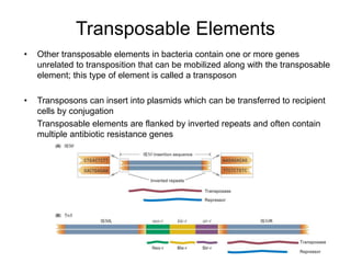 Ch7BacterialGenetics.ppt