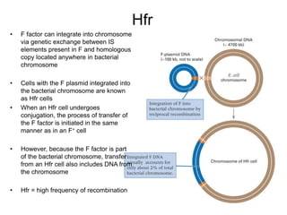 Ch7BacterialGenetics.ppt