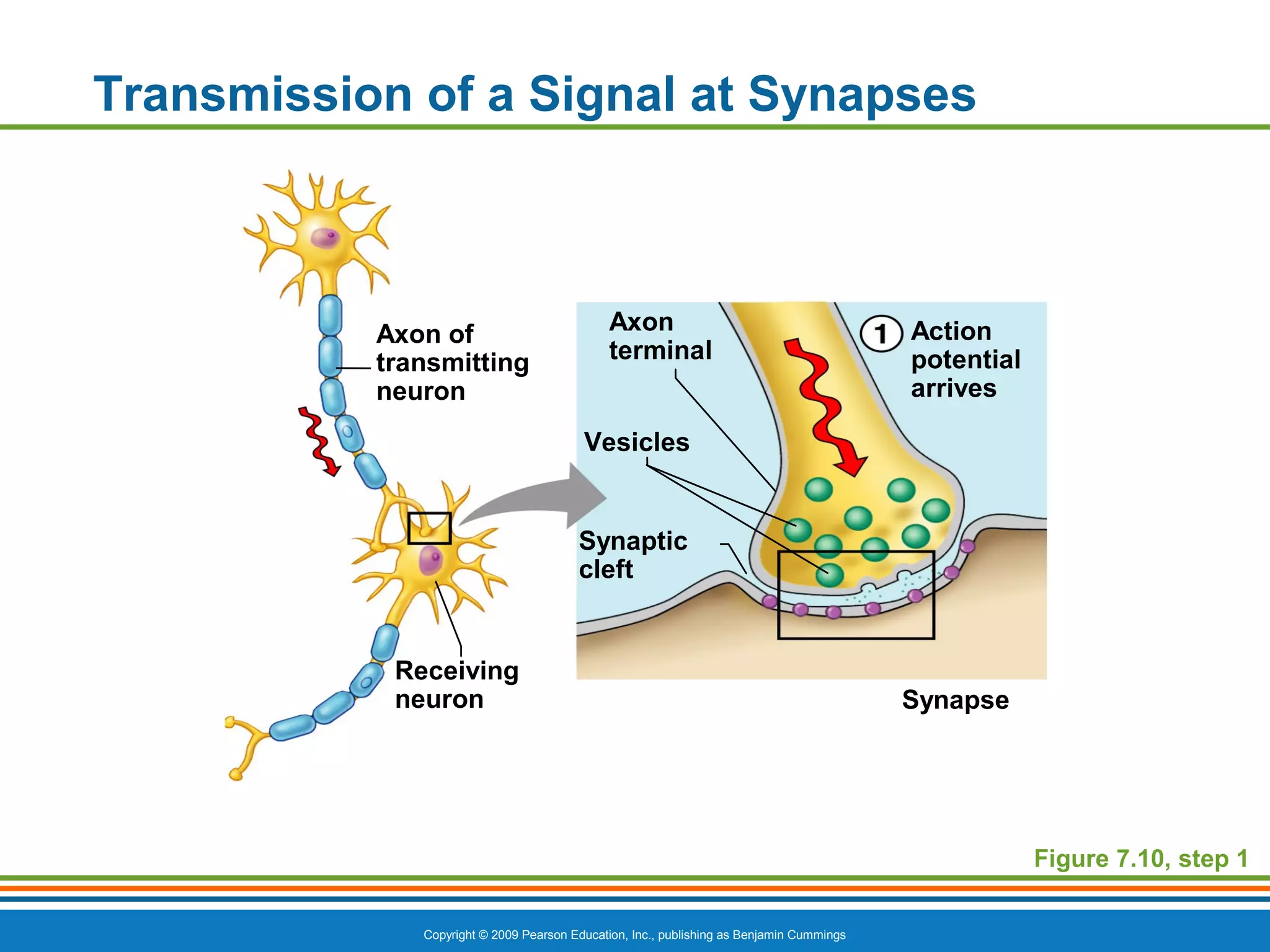 Ch7bppt nerve impulses and reflexes | PPT