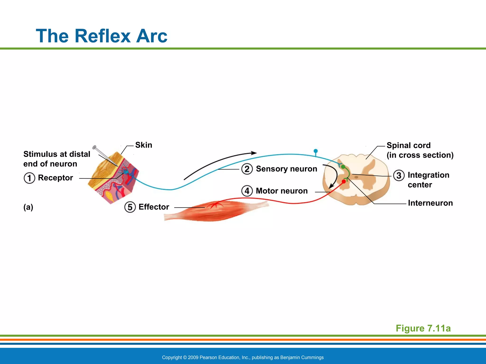Ch7bppt nerve impulses and reflexes | PPT